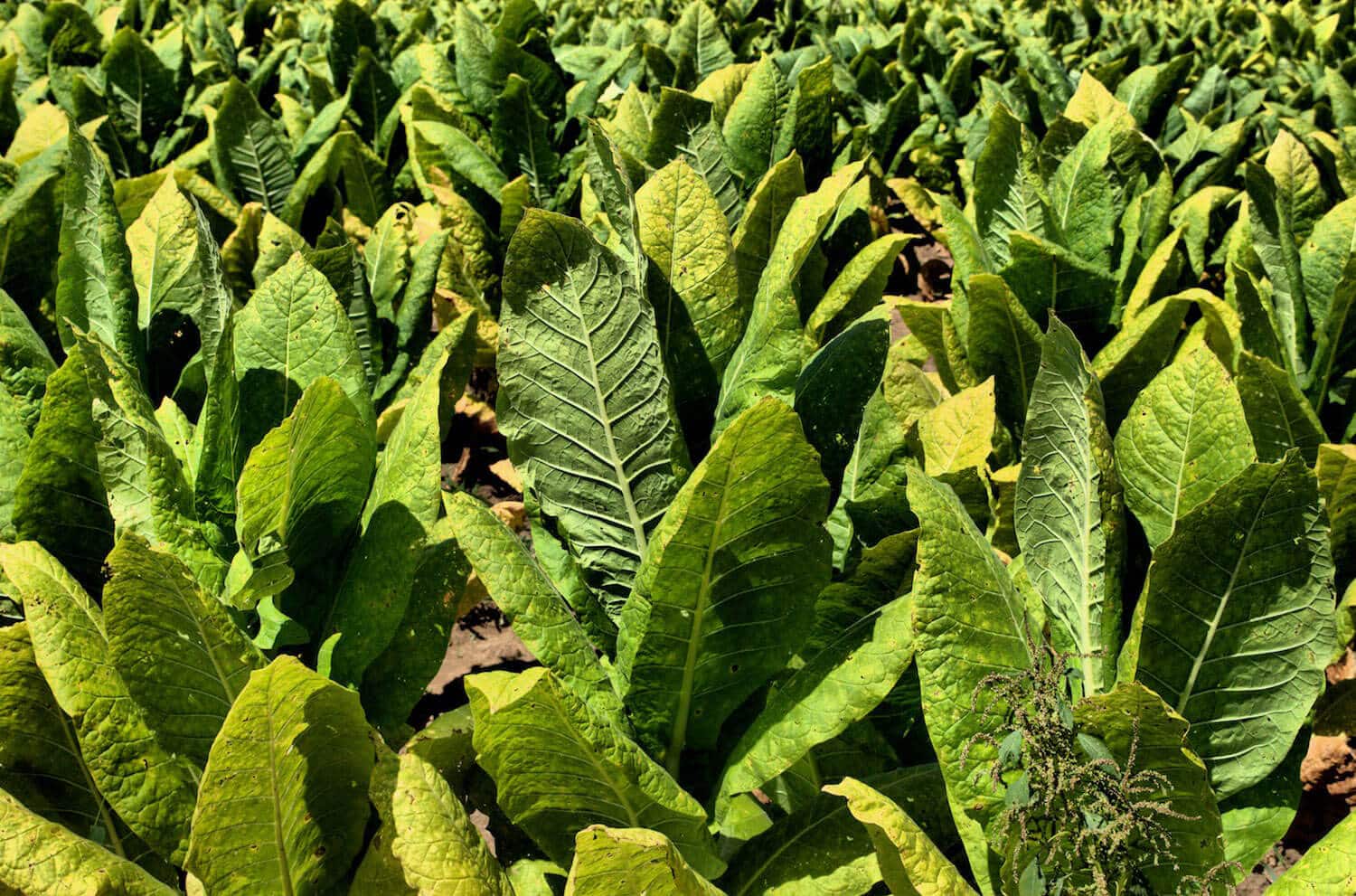 Tobacco - Croll Reynolds